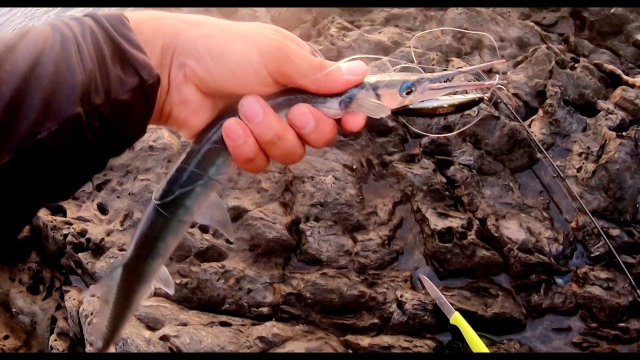 AGARRO MI PRIMER PEZ AGUJÓN O PICUDO - YouTube