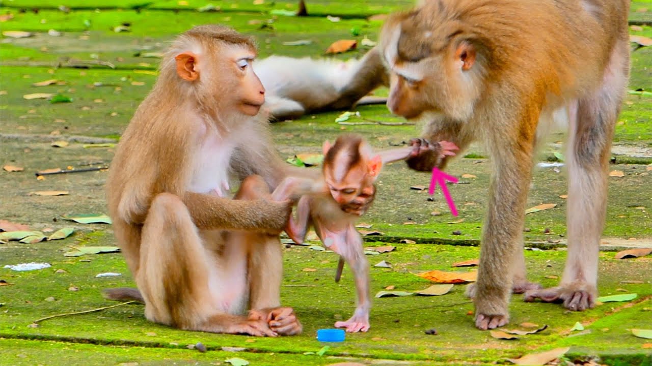 God look...Why is one monkey holding baby monkey NIKO from mom ANISSA ...