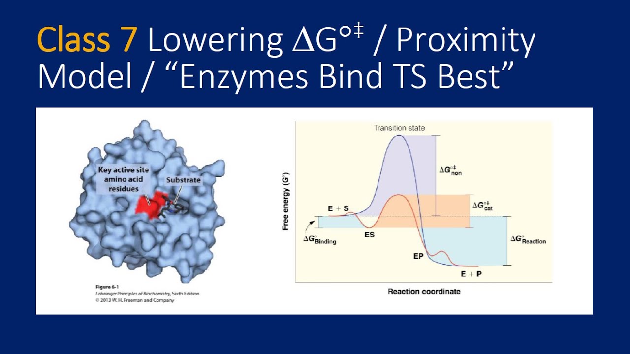 Lowering Delta G (TS) / Proximity Model / "Enzymes Bind Transition ...