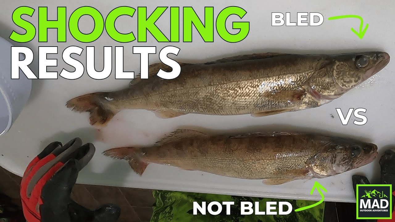 Does Bleeding A Walleye Make A Difference ? Shocking Results ! - YouTube