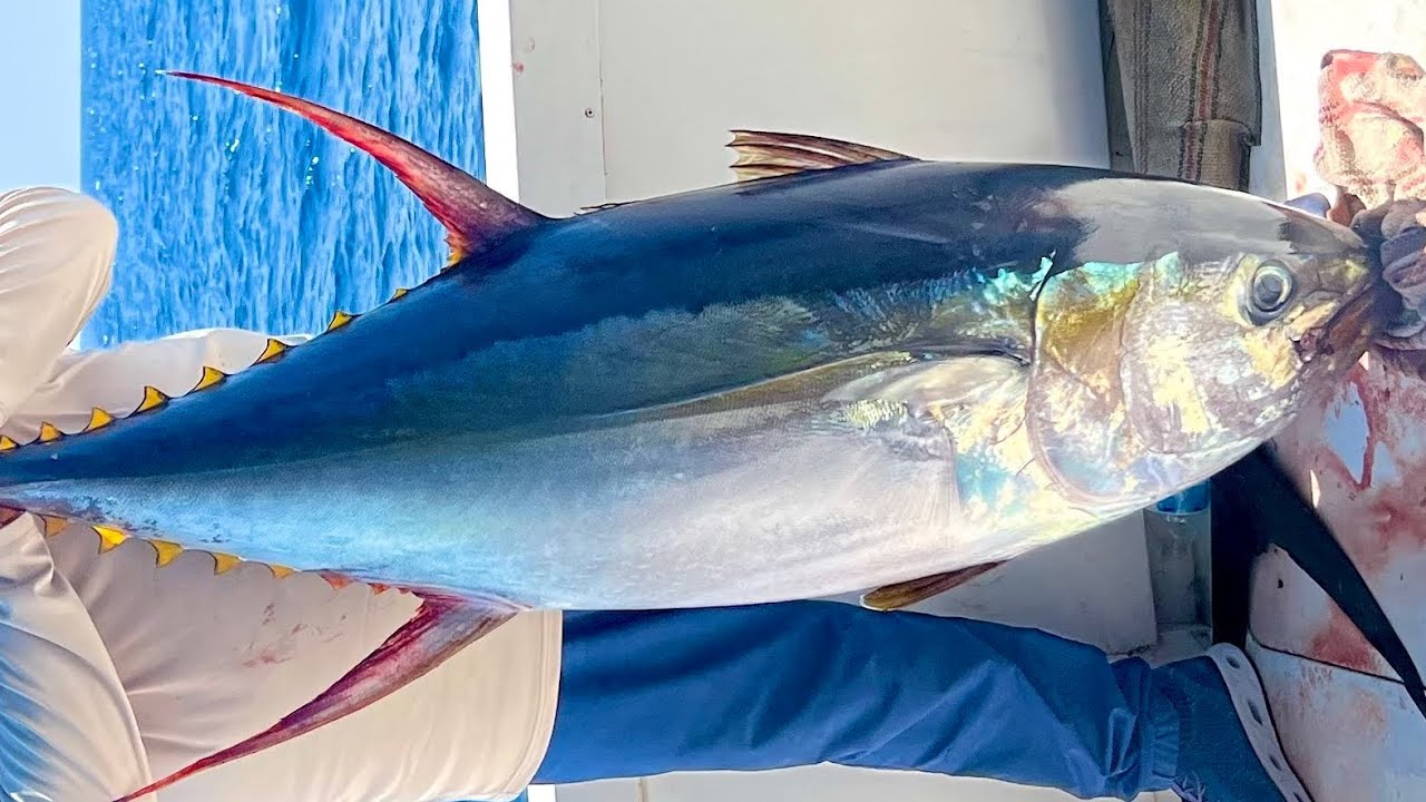 How to fillet a yellow fin Tuna - YouTube