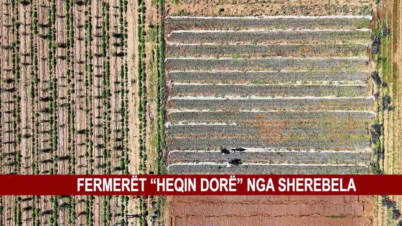 FERMERËT “HEQIN DORË” NGA SHEREBELA - YouTube