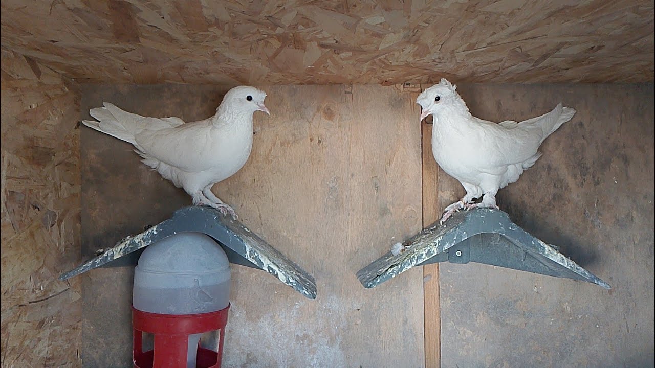 Uçuma verdiğimiz dumanlı yavru ilk uçumu#pigeon #birds #güvercin - YouTube