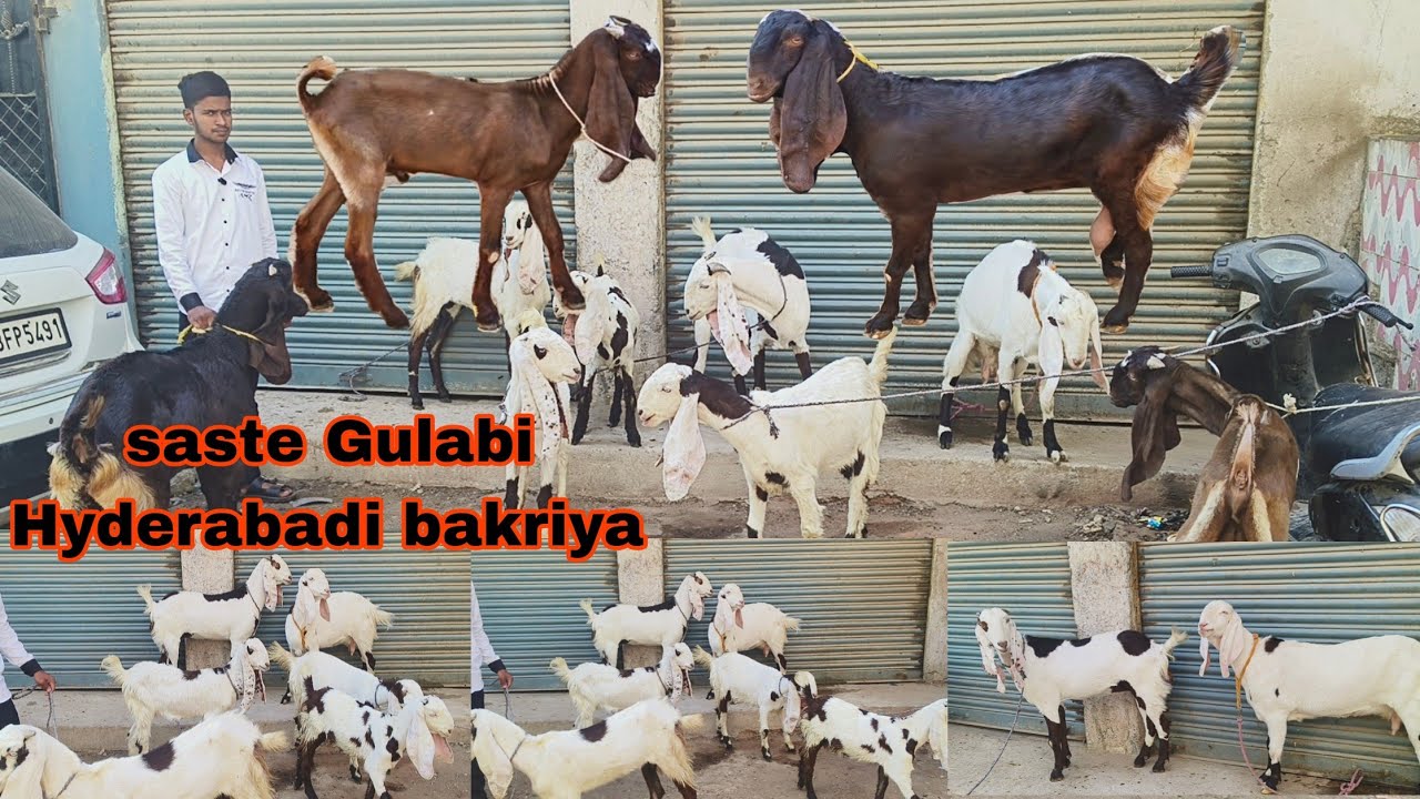 Pure chance ke Gulabi bakriya Hyderabadi hai male available - YouTube