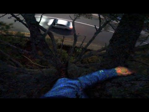 Crazy Tree Climb at Night (Free Climb) - YouTube