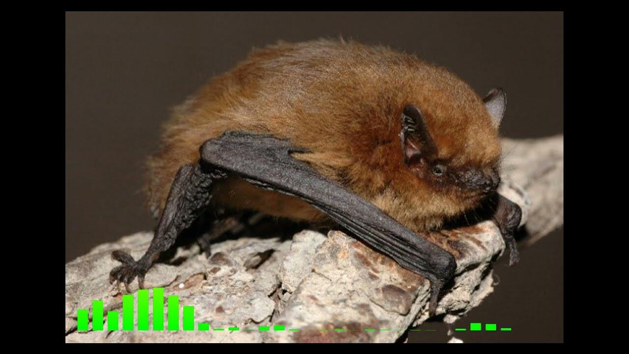 Capturing the echolocation sounds of common pipistrelle bats - YouTube