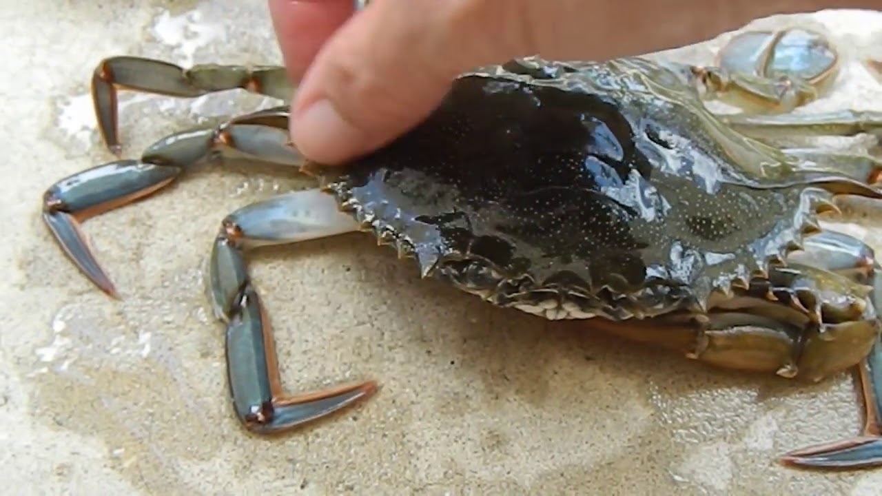 Adult soft shelled Blue crab and empty shell just molted and is soft ...