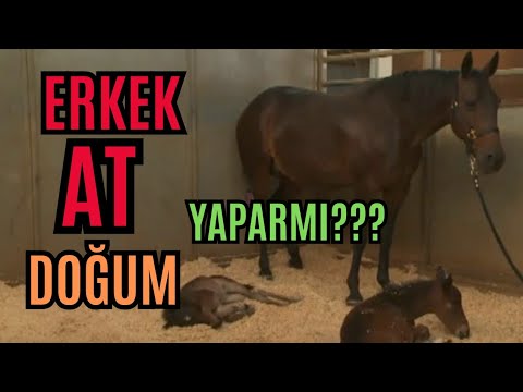 ERKEK AT DOĞUM YAPARMI ??? #keşfet #atsevgisi #youtube