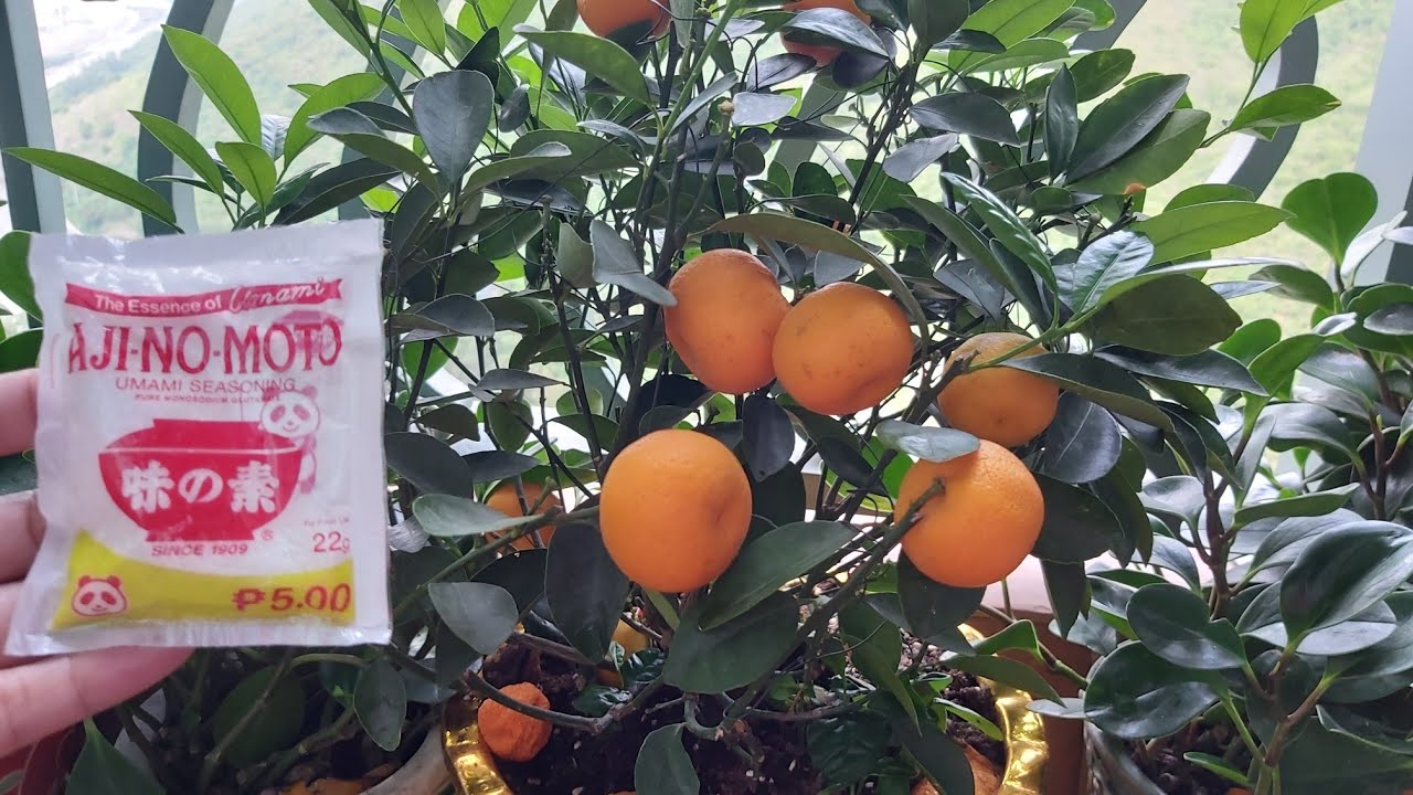 How to use Vetsin/Ajinomoto as Fertilizer for Plants! - YouTube
