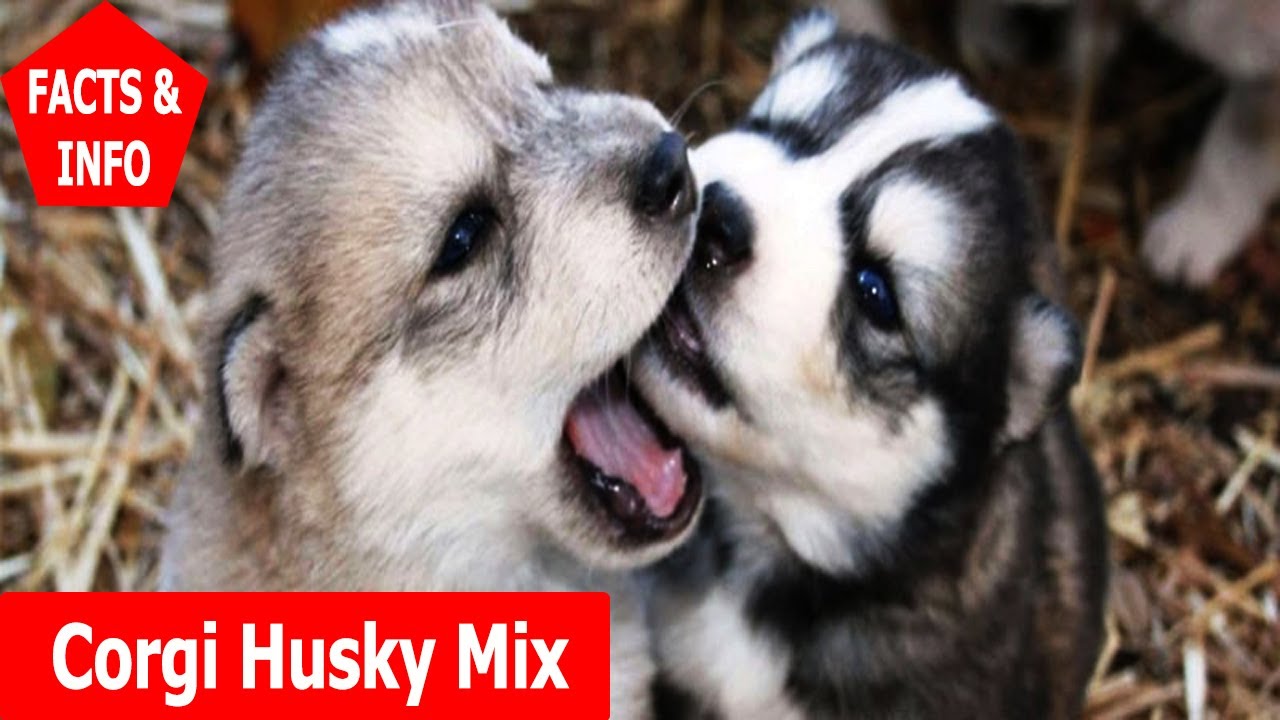 Corgi Husky Mix Facts and Complete Info - YouTube