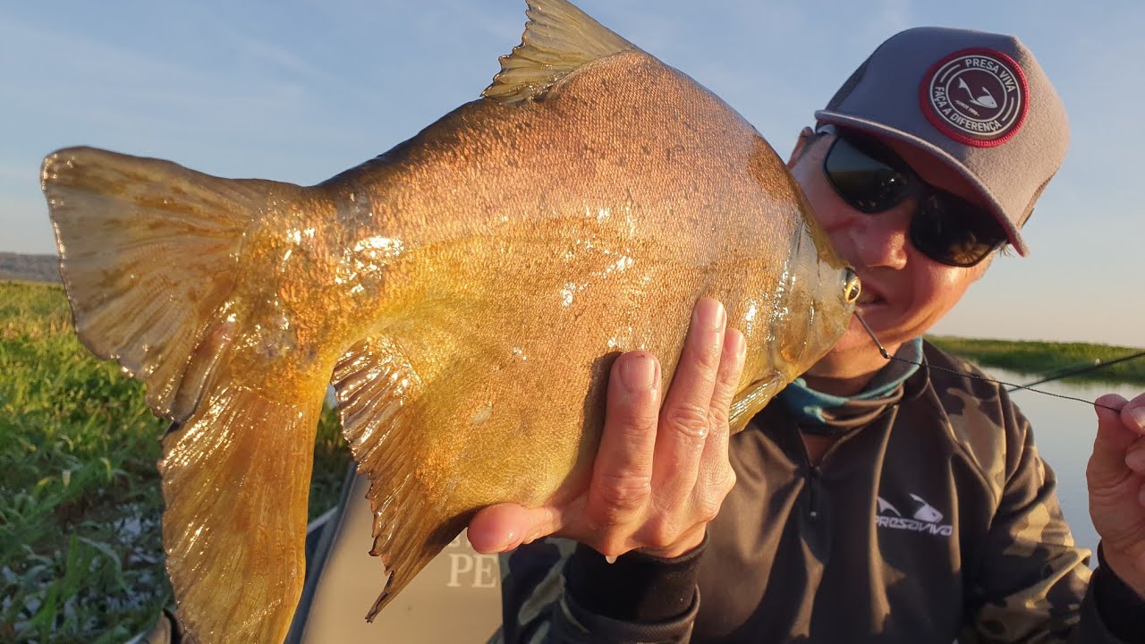 PESCA DE PACU E PIAUÇU, PANTANAL, BARCO YATCH PANTANEIRO. - YouTube