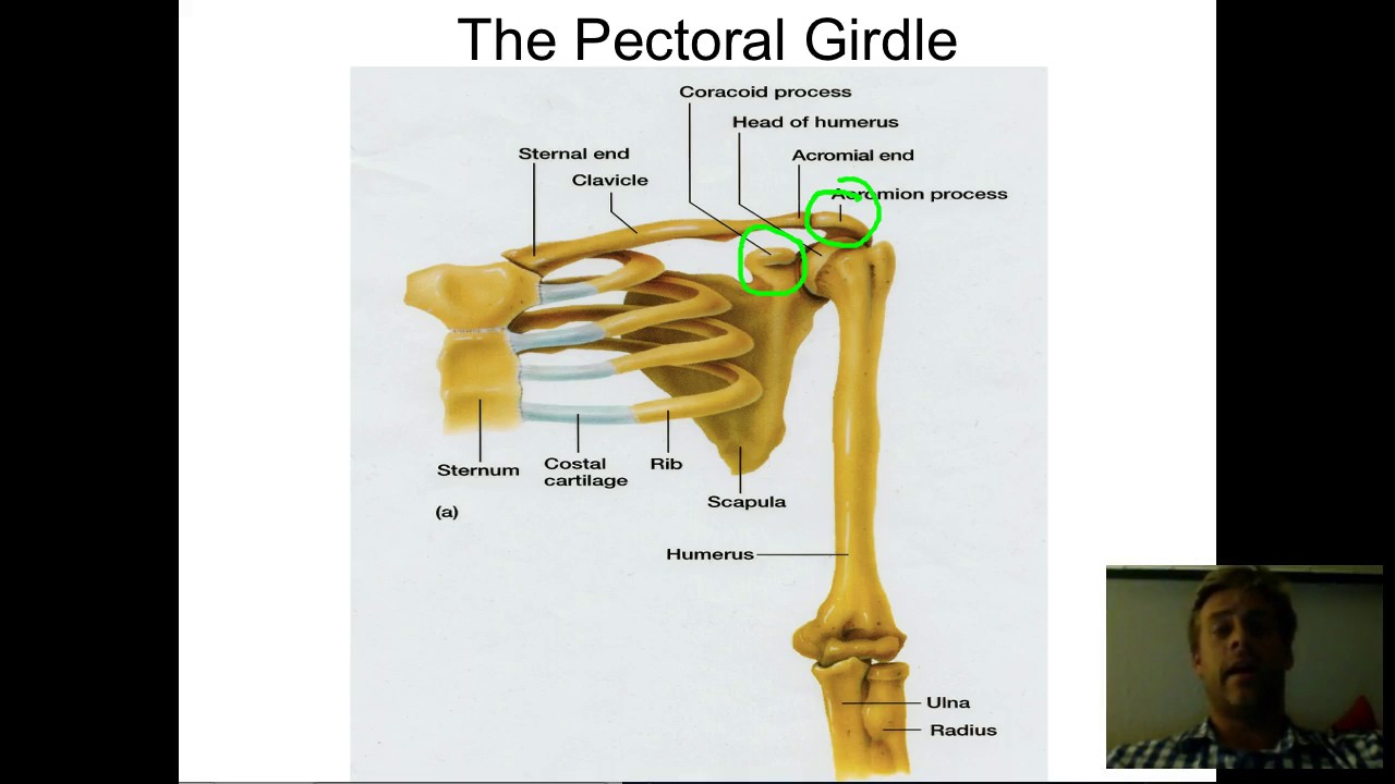 Pectoral Girdle Lecture YouTube Pectoral Girdle Lecture YouTube