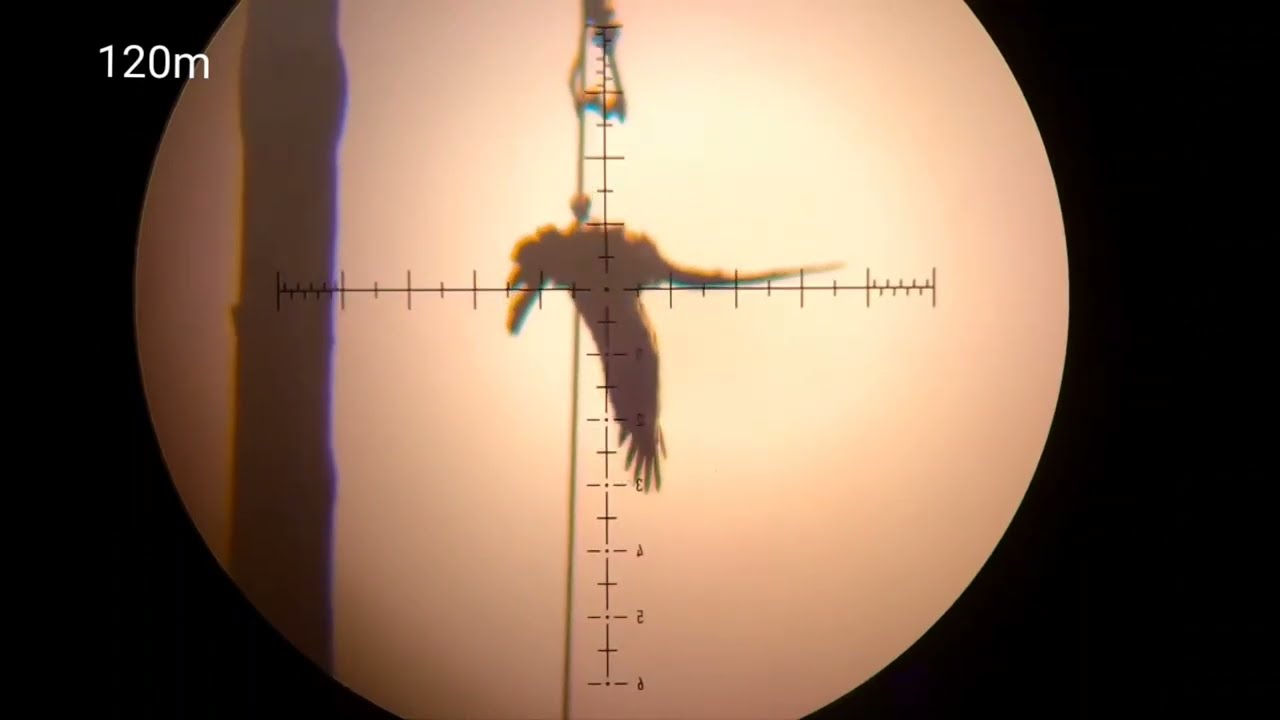 hunting crow in summer fx air gun - YouTube