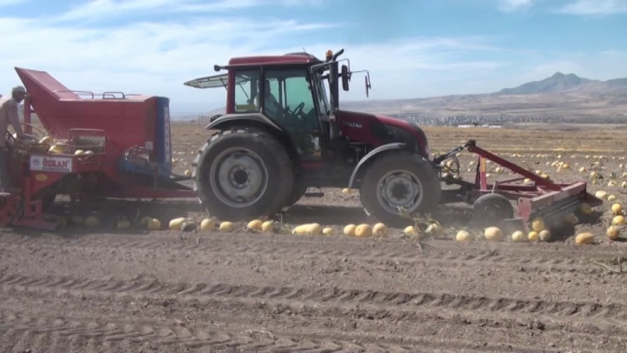 pumpkin harvest machines - YouTube