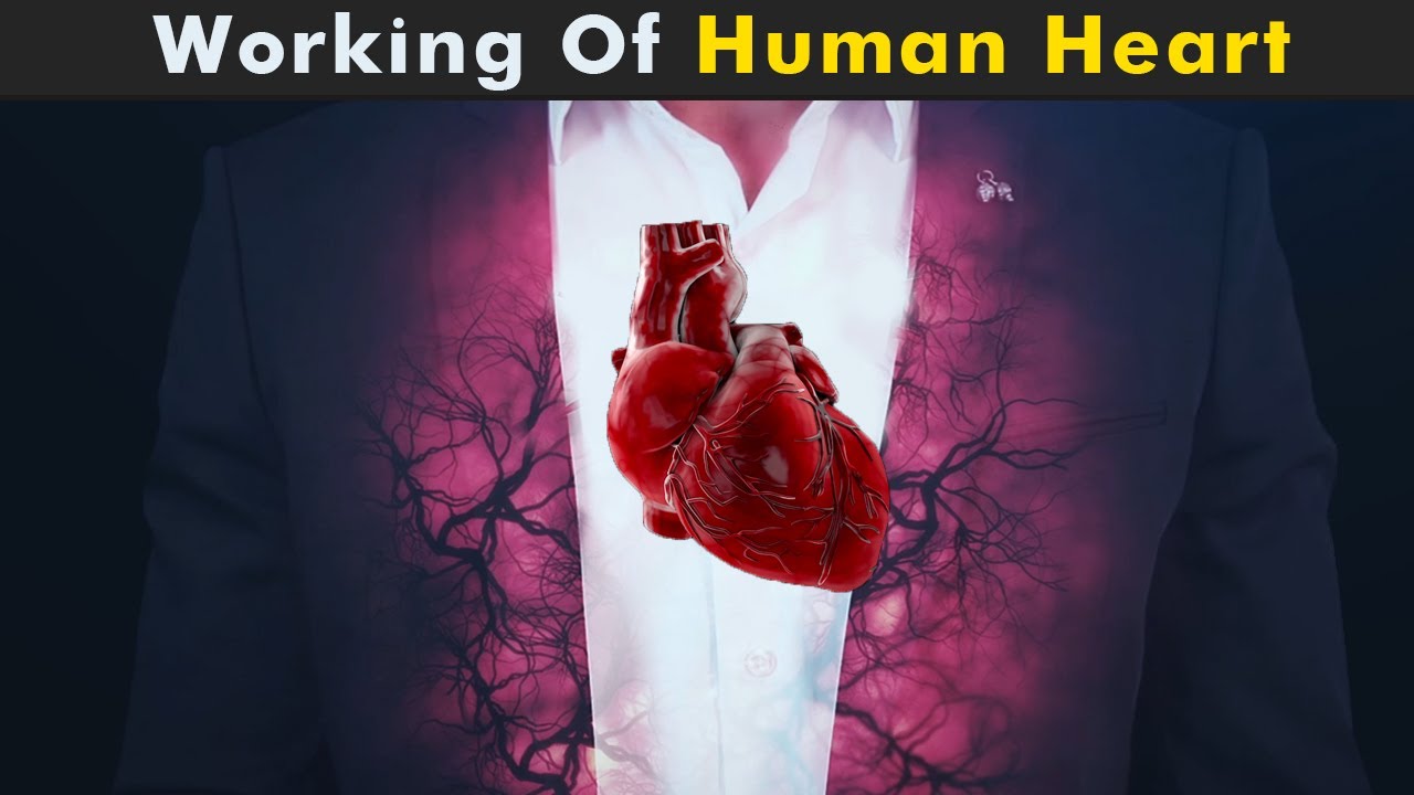 How Does Human Heart Works? | Human Heart Structure And Function (3D ...