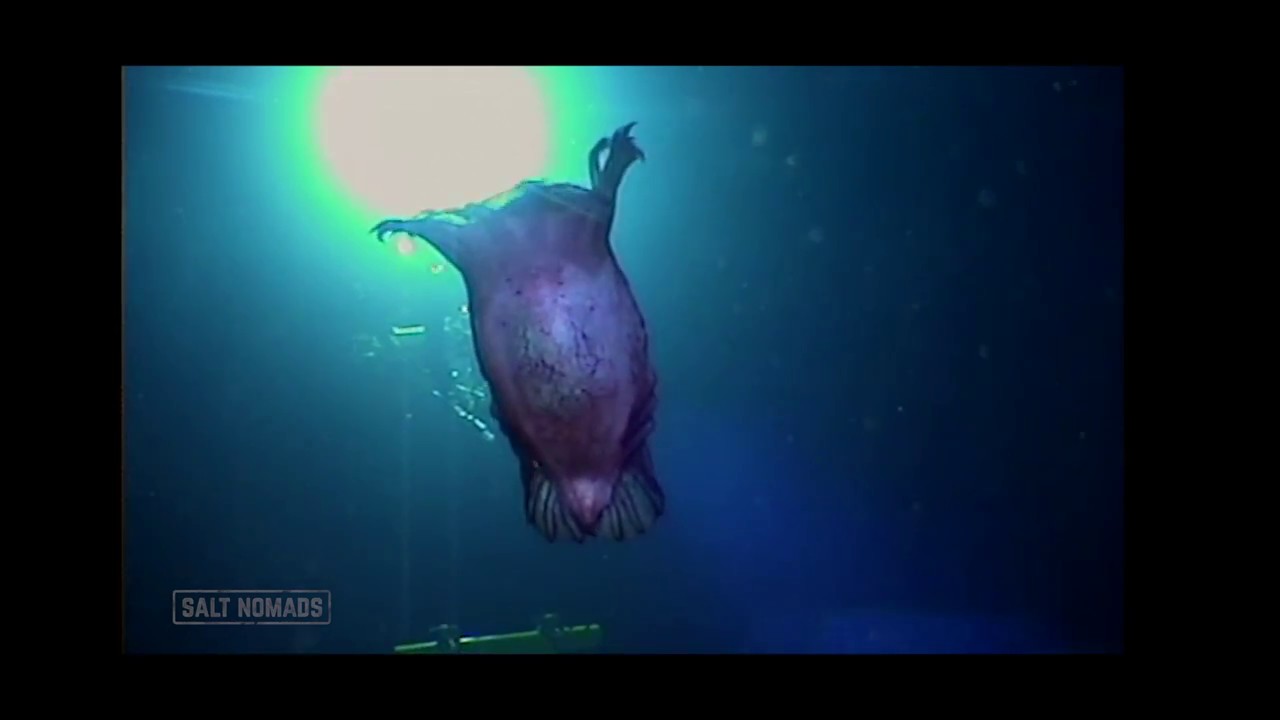 Deep Sea Alien Found 2017 - YouTube