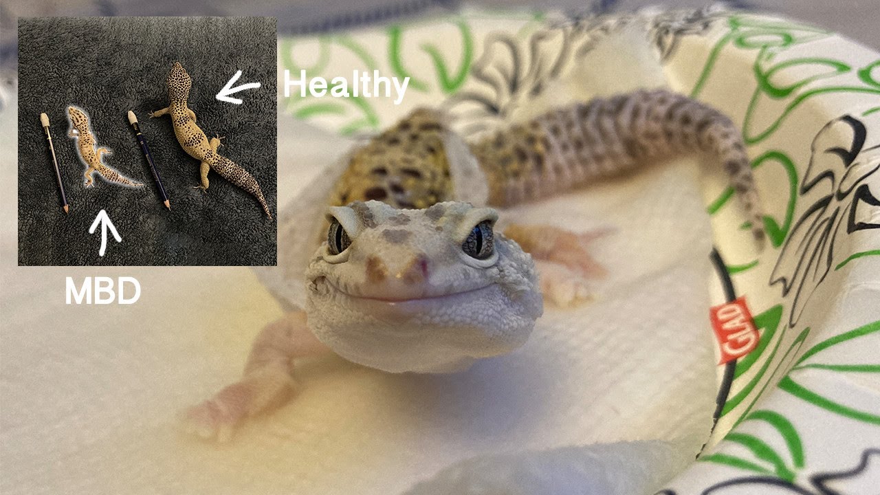 How To AVOID Metabolic Bone Disease In Leopard Geckos - YouTube