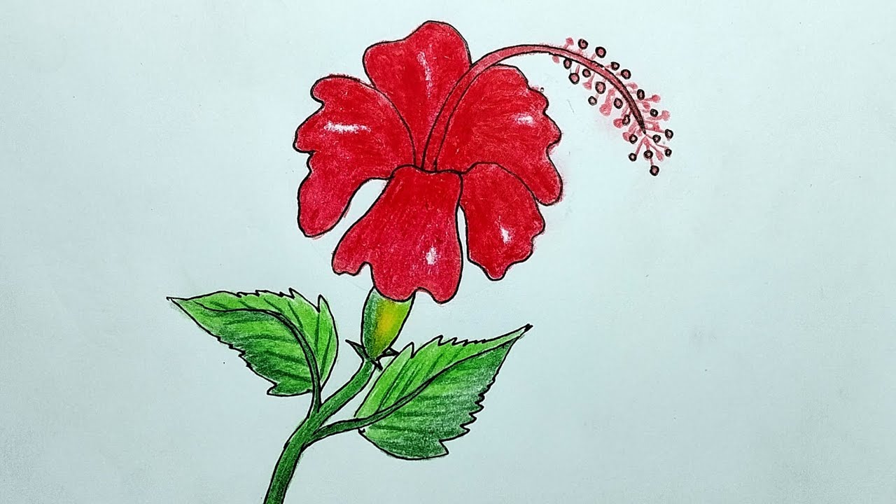 How to draw a hibiscus flower/China rose /Joba ful step by step for ...