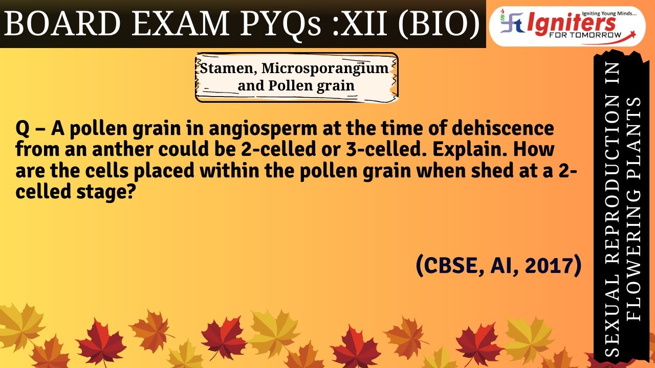 A pollen grain in angiosperm at the time of dehiscence from an anther ...