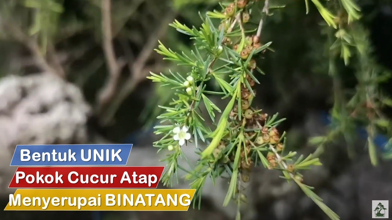 Pokok Cucur Atap | Bentuk BINATANG Unik - YouTube
