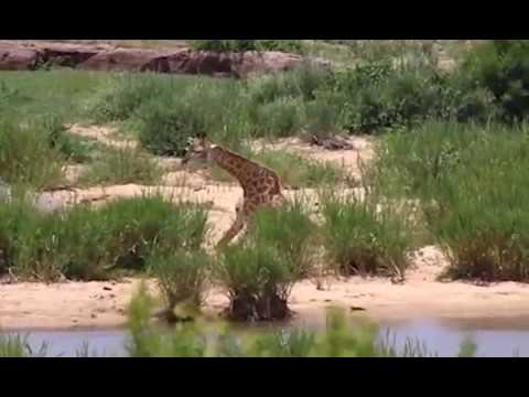 GIRAFFE EATEN BY CROC