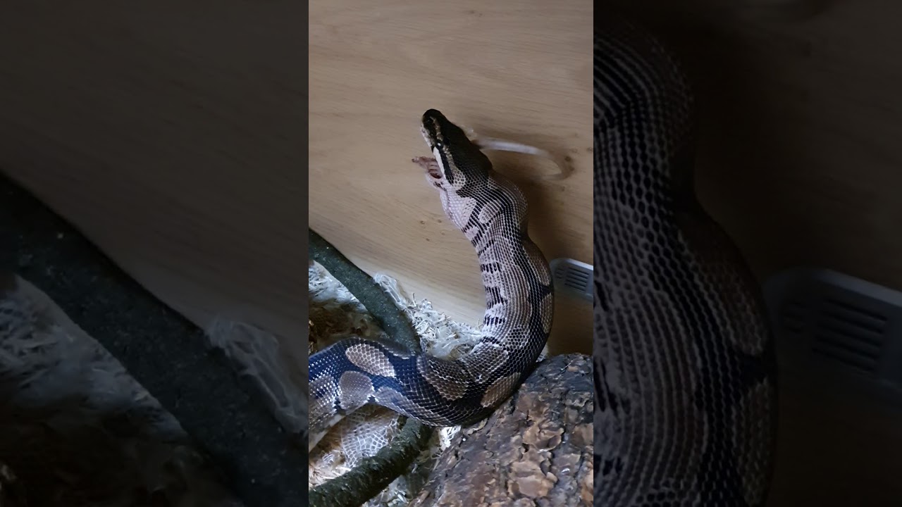 Snake eating rat 2 of 2 - YouTube