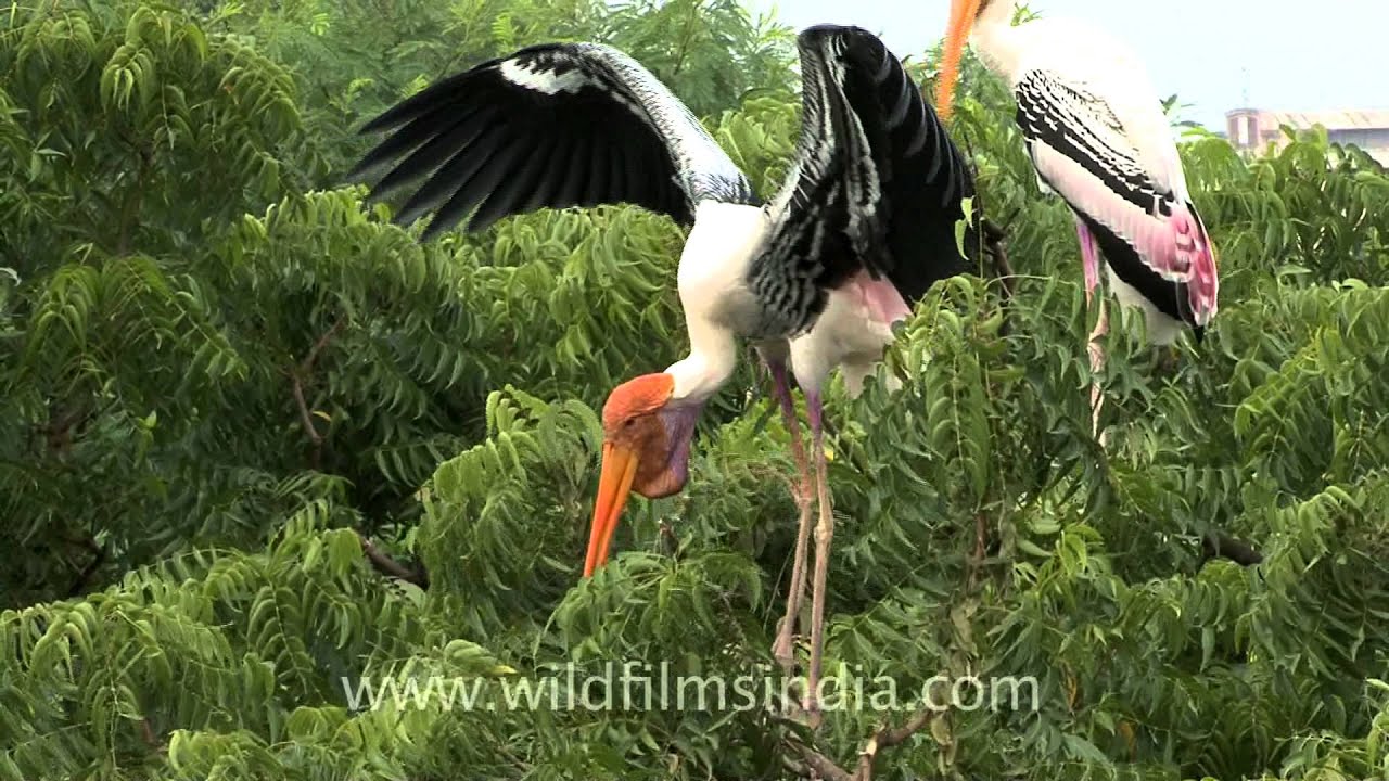 Painted Stork Bird