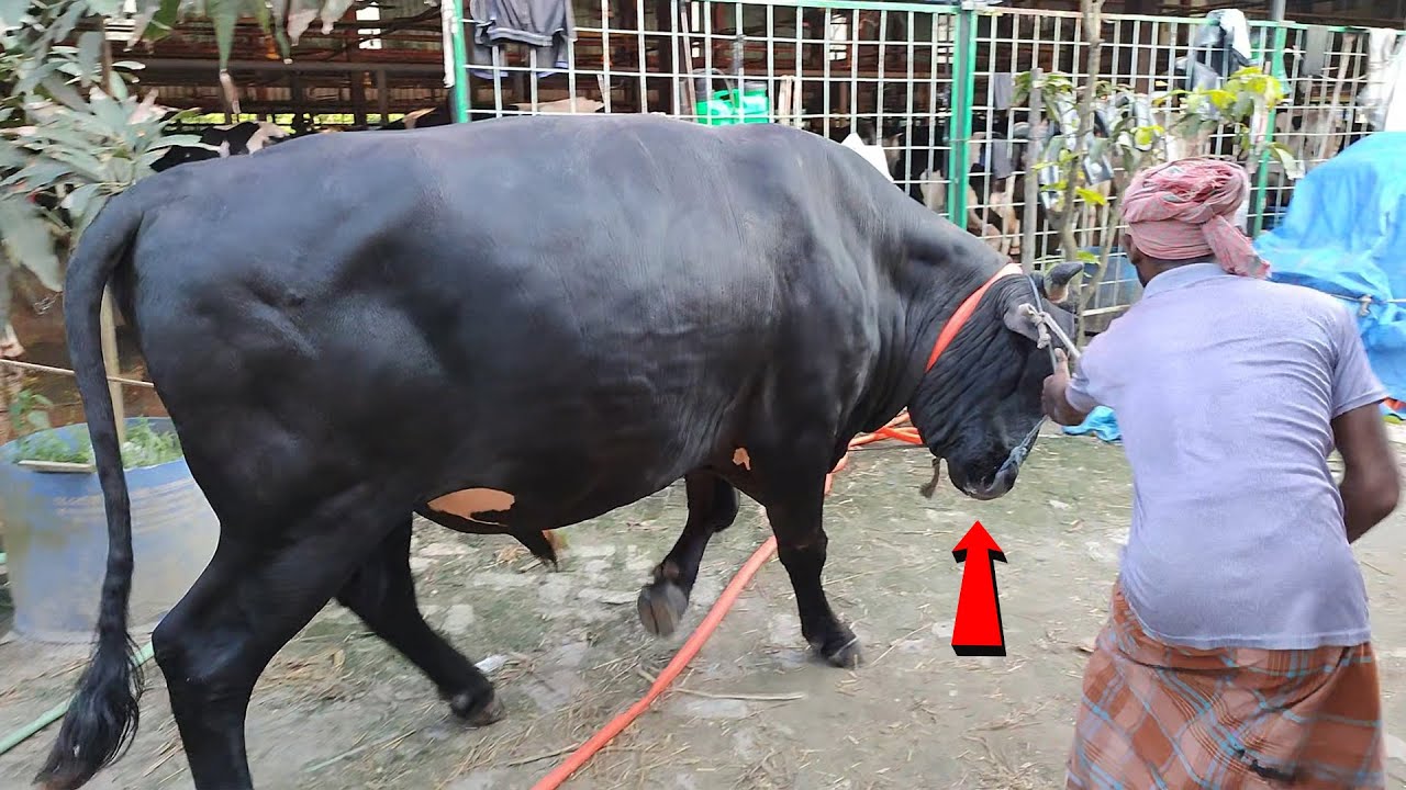 Biggest Mad Bull 2021। Pagla Gorur Paglalami । Amazing Playful Bull ...