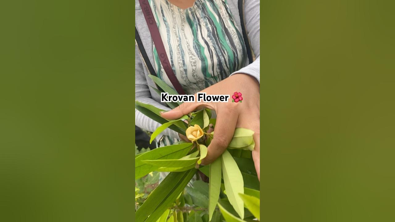 Wow Krovan Flower 🌺 - YouTube