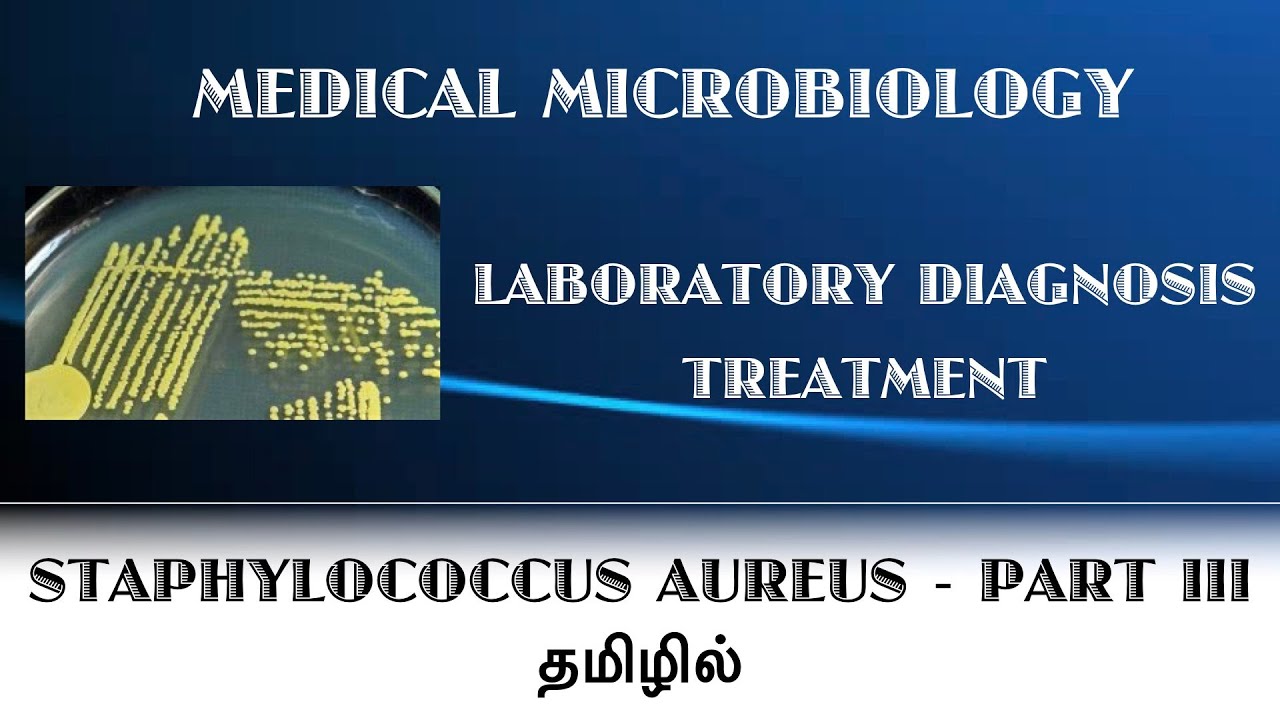 Staphylococcus aureus (Part - III) - Laboratory diagnosis and Treatment ...
