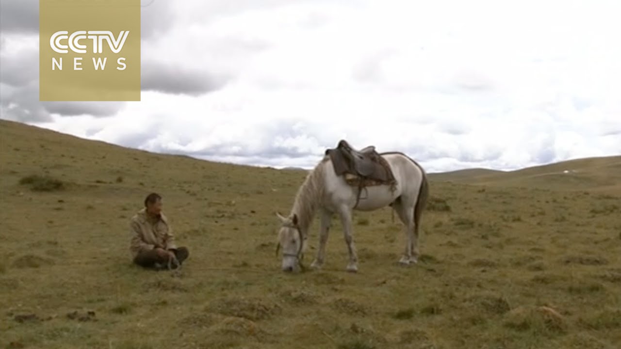 Desertification of Zoige Marsh in SW China, along the Long March route ...