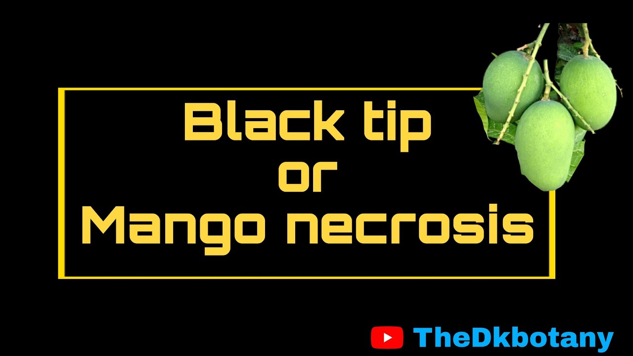 Black tip or mango necrosis । plant disease l Msc botany l bsc biology ...