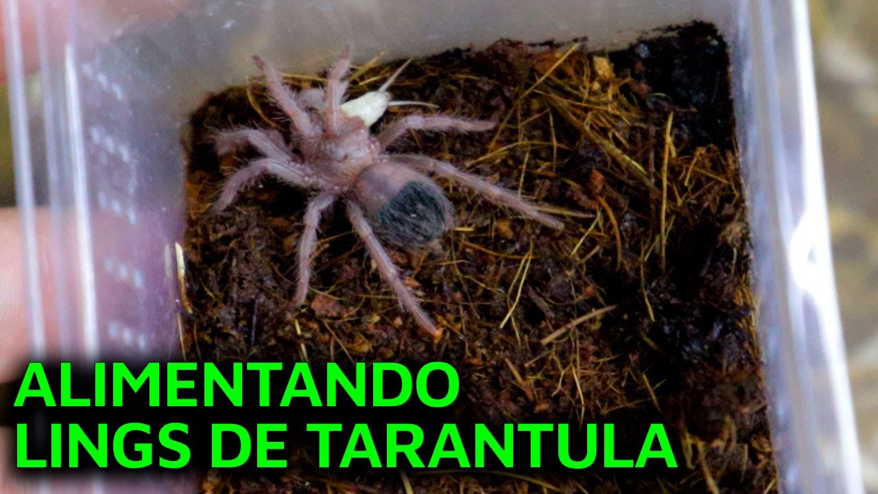 ALIMENTO A MIS LINGS DE TARANTULA | COMO ALIMENTO A MIS TARANTULAS ...