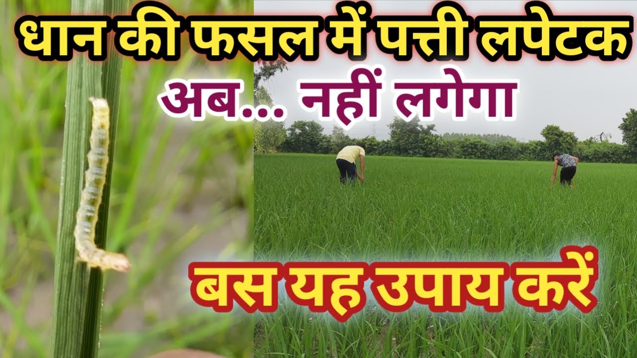 leaf folder in paddy / धान के पत्ता लपेट कीट का नियंत्रण / dhan me patta lapet - YouTube