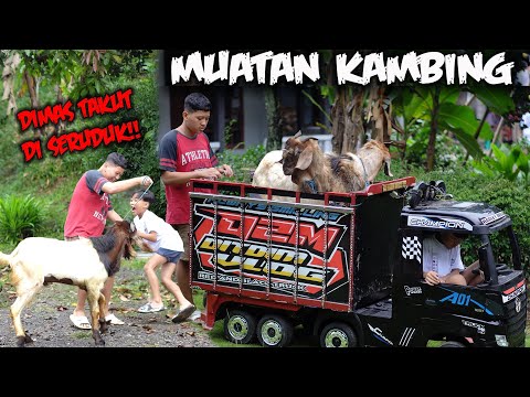 MUATAN KAMBING LAGI!! DITDIM BANTU MUAT KAMBING BESAR..