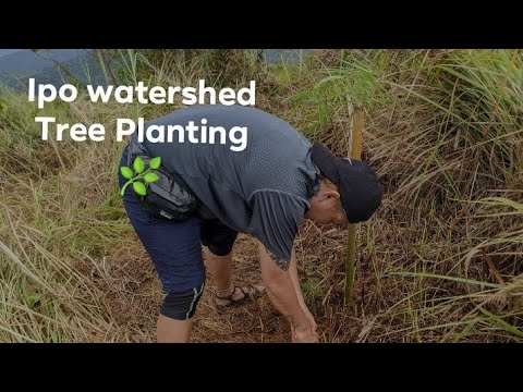 Mass Tree Planting - YouTube