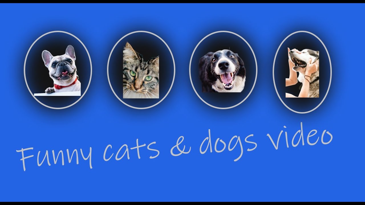 Laugh Out Loud with These Comedy Cats: Funny Videos Compilation - YouTube