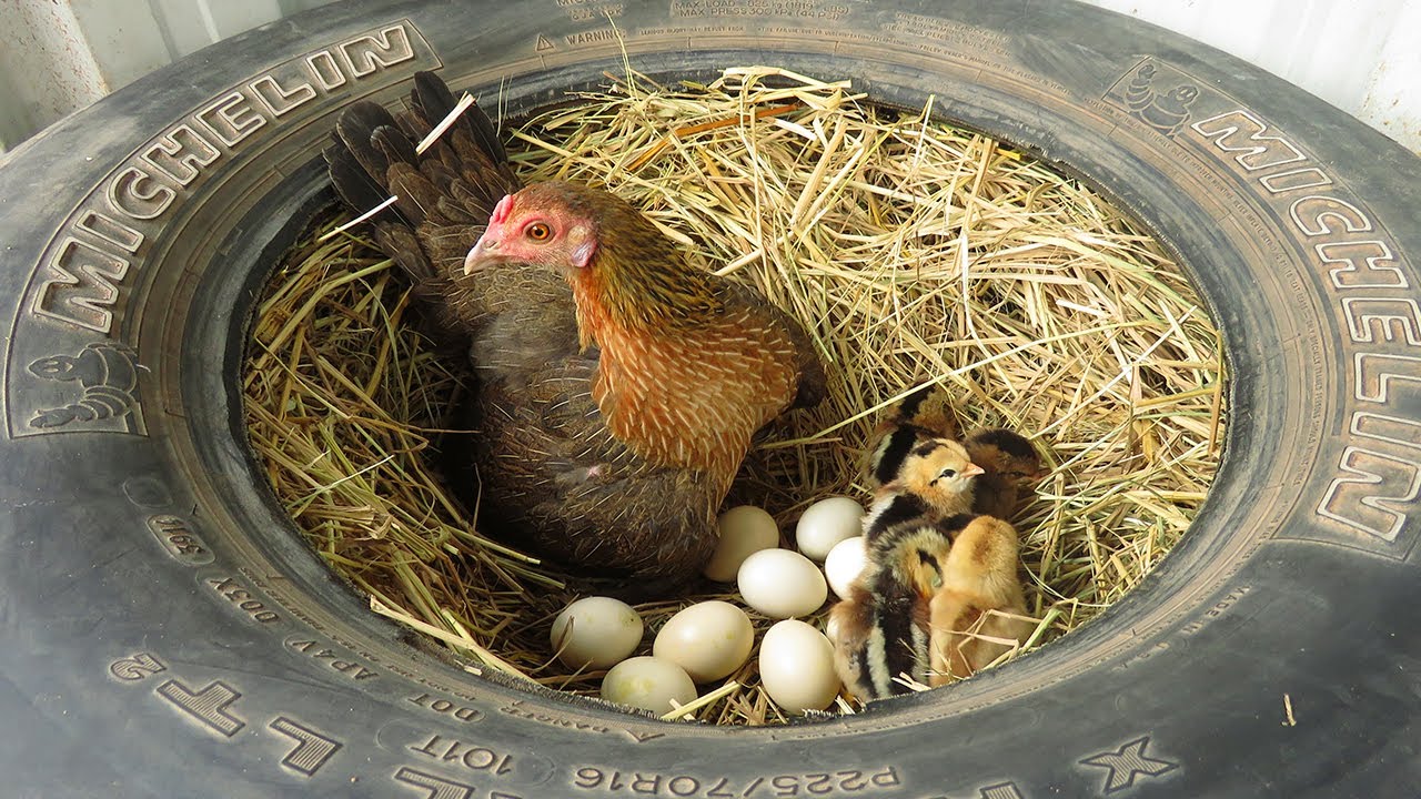 How To Make a Simple Egg Hatches At Home With Hen // That Work 100% - YouTube