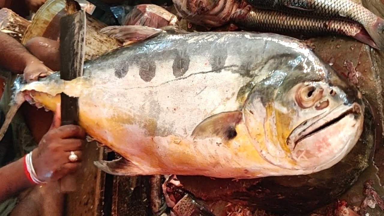 Amazing Live Giant Queen fish Cutting & Chopping in fish market ...