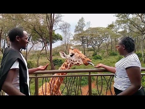 NEW YEAR WITH GIRAFFES || GIRLFRIEND VOICES FIRST VLOG OF 2023 || HAPPY ...