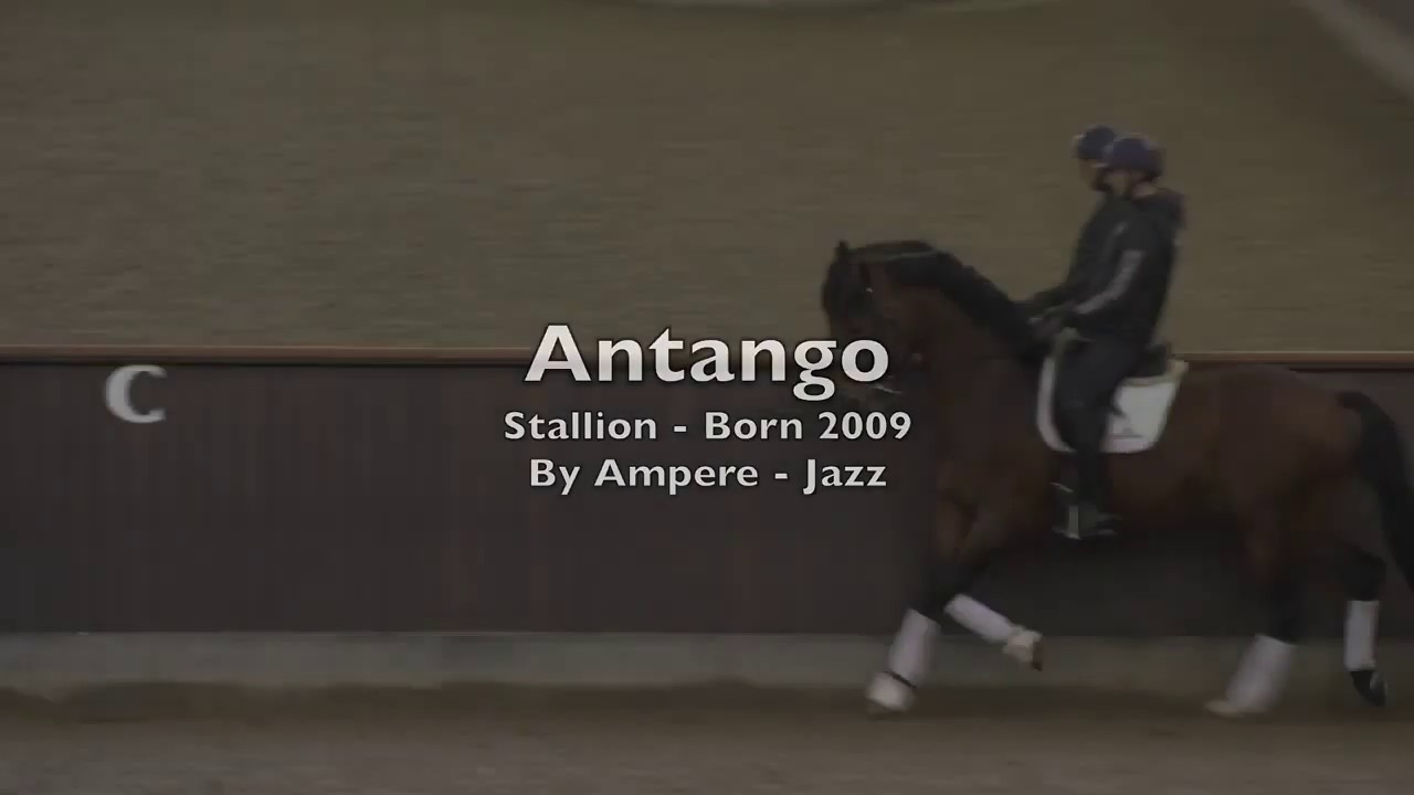 Antango, Etalon Dressage KWPN, stallion by Ampere x Jazz, born 2009 ...
