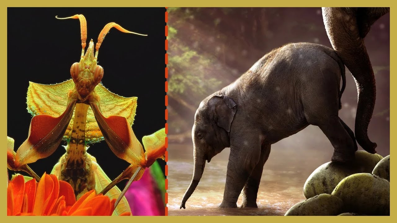 Quantas Especies De Animais Existem Na Terra - FDPLEARN