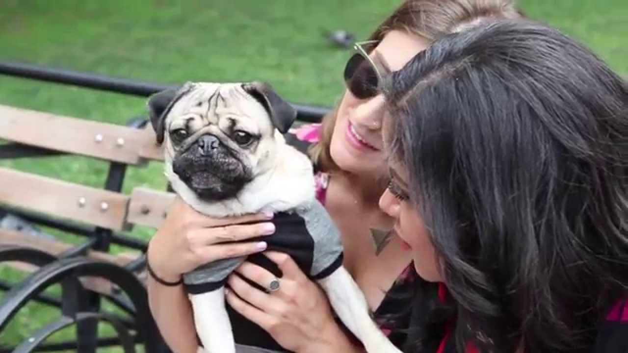5 Things You Didn't Know About Doug The Pug - YouTube
