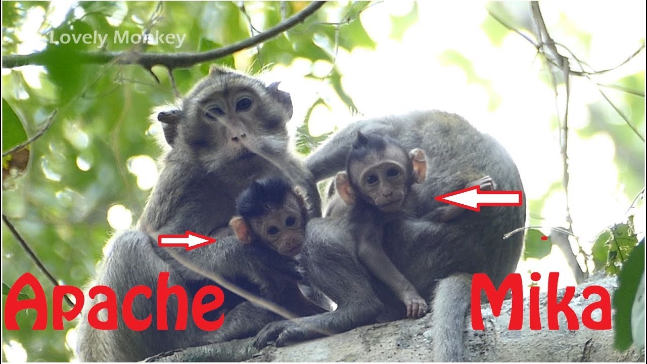 Another Achep Baby Was Born From Mom Minnie Is Baby Girl Name Apache ...
