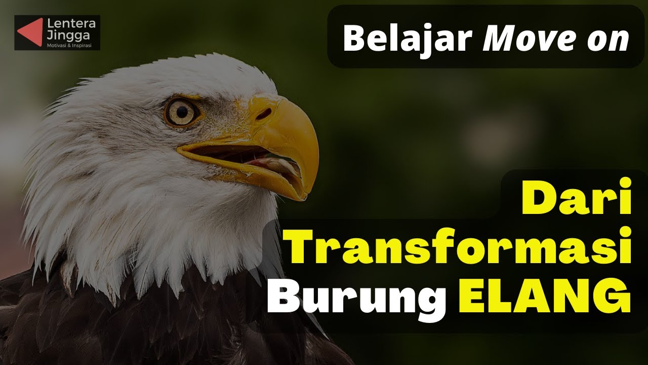 KITA HARUS BERUBAH || Belajar Dari Transformasi Elang || Video Motivasi ...