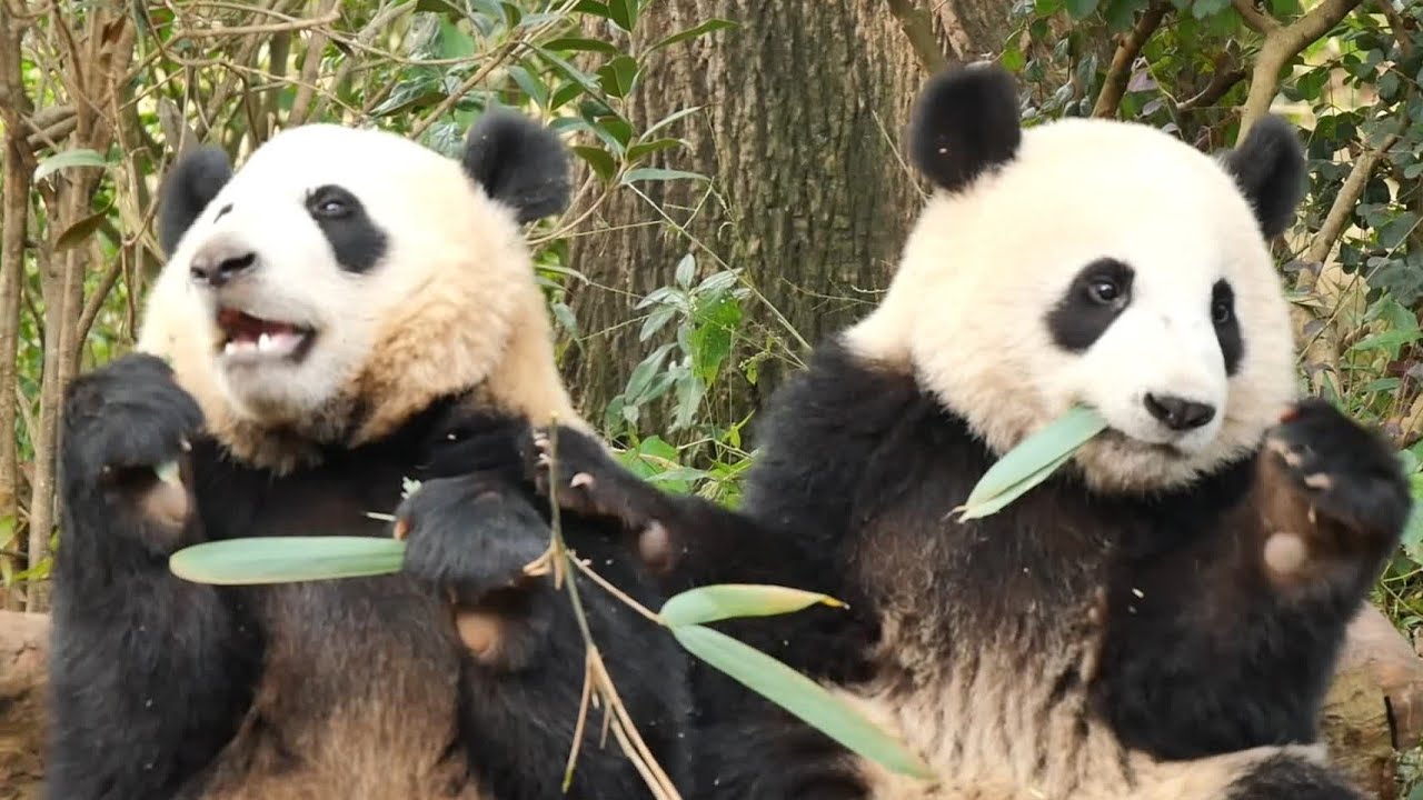 Bao Xin & Lun Hui, the two handsome boys of Grandpa Tan's new class 2 🤗 ...