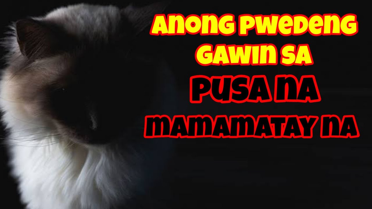 Anong Dapat Gawin Kapag Malapit Nang Mamatay Ang Iyong Pusa? | How To ...