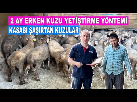 2 Ay Erken Kuzu Yetiştirme Yöntemi | Kasabı Şaşırtan Kuzular