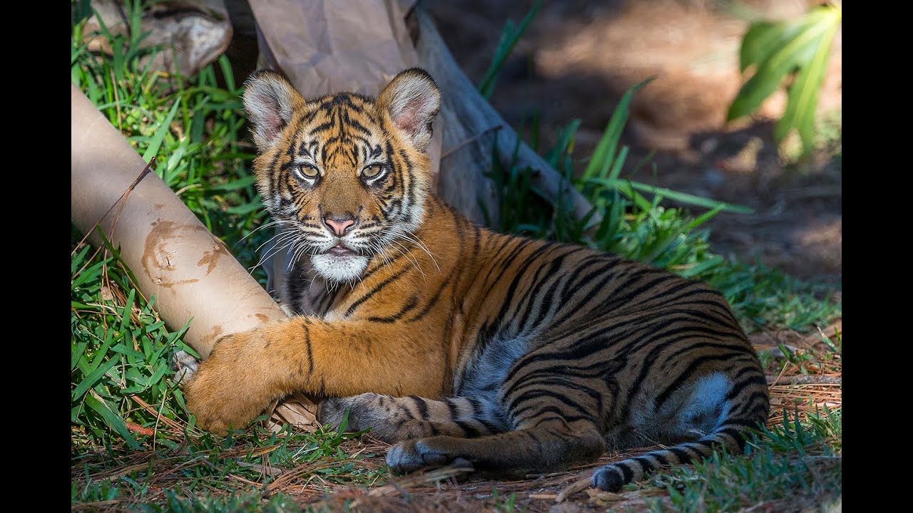 Tiger Cubs Pounce & Play - YouTube