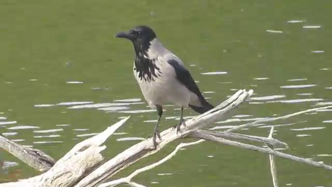 Hooded Crow (Corvus cornix) (Linnaeus,1758) Κόρωνος - Κουρούνα ...
